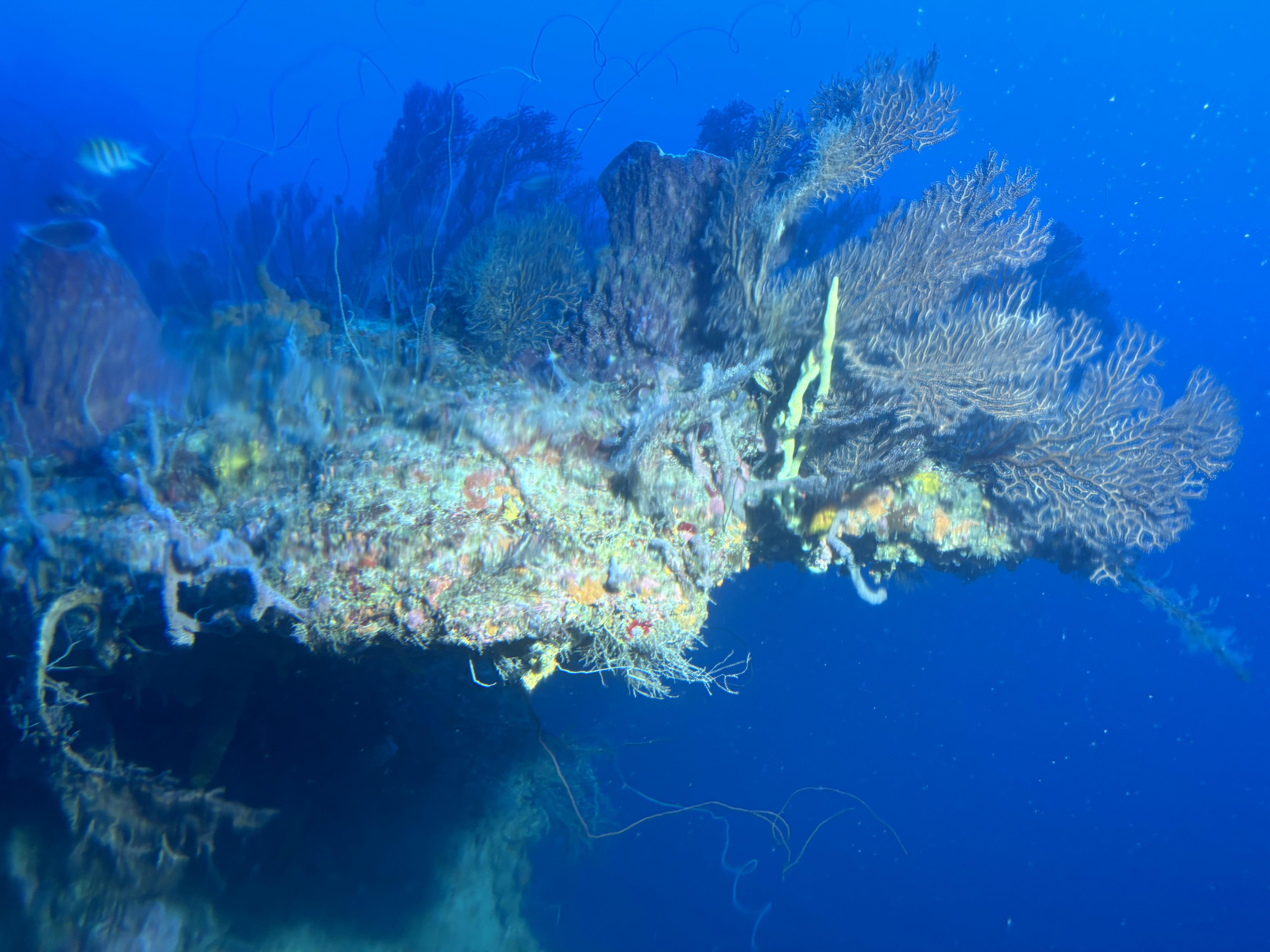 The Deep Reef and the North Side - Undiscovered Biodiversity Hotspots ...